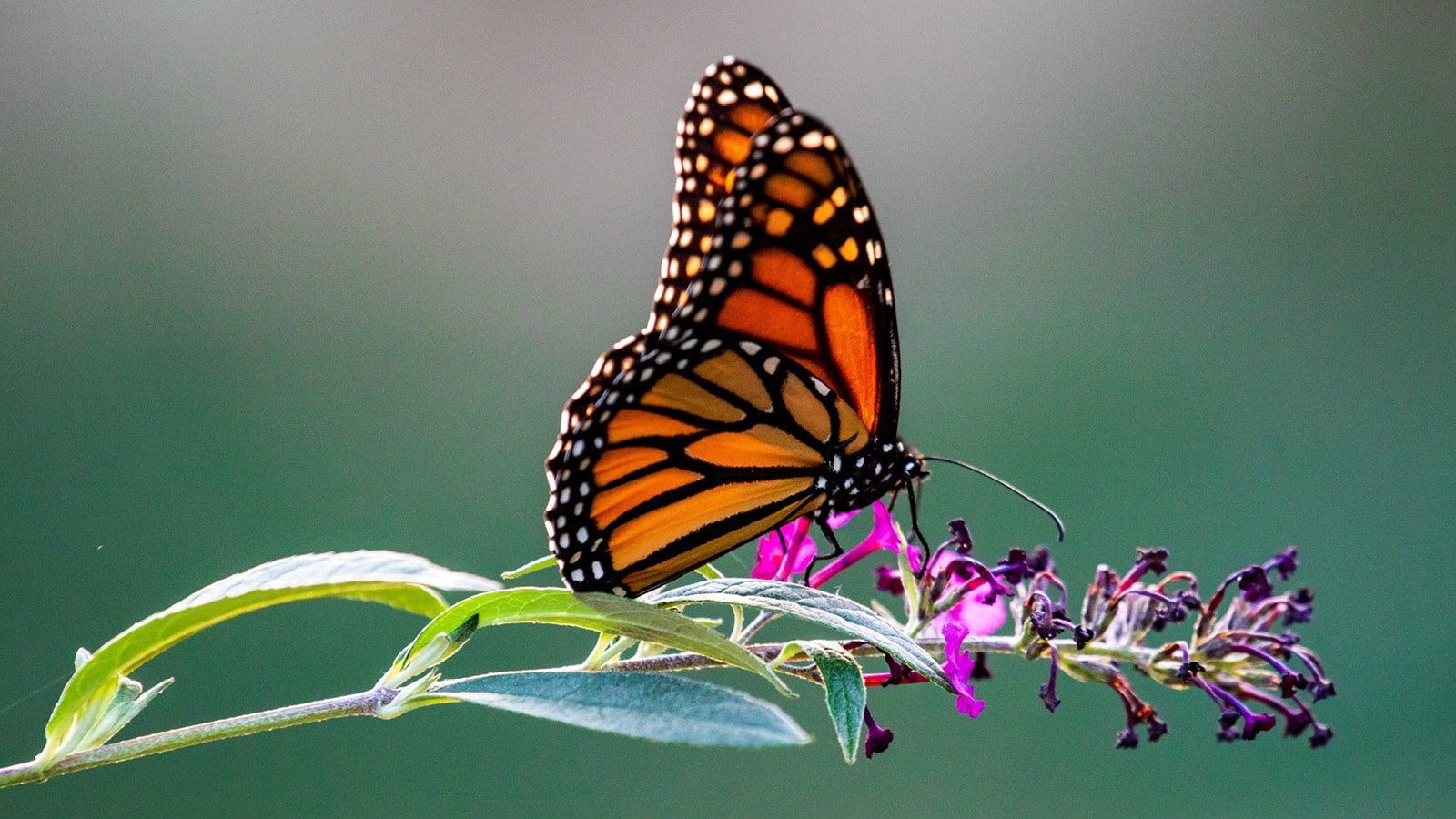 PwC - Revision. Skat. Rådgivning.